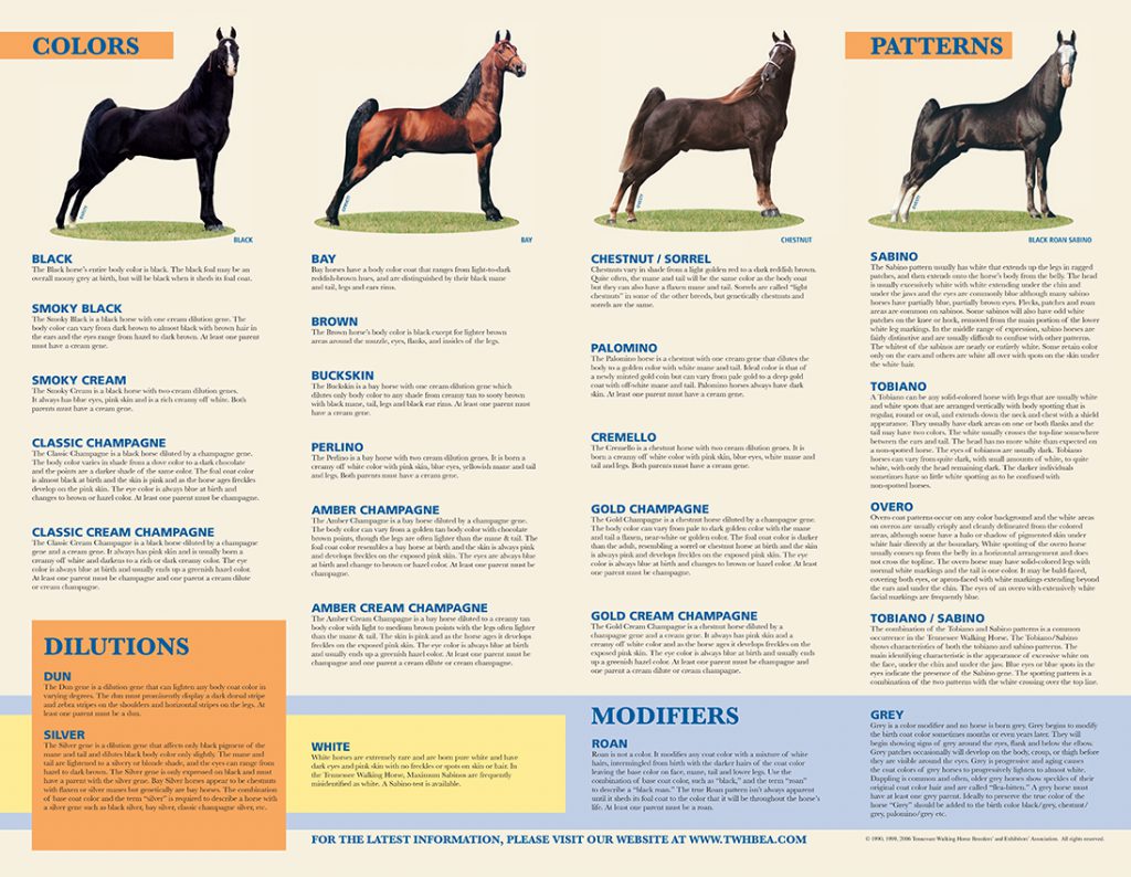 Tennessee Walking Horse Club Europe e.V. | About the Breed