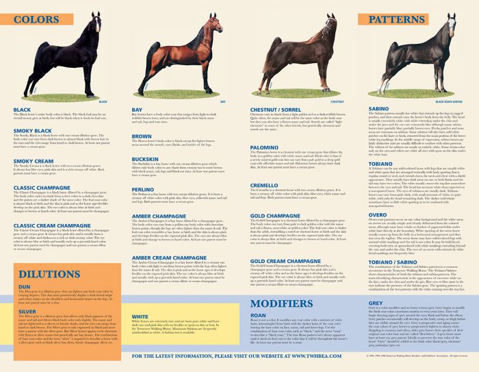 Tennessee Walking Horse Club Europe e.V. | About the Breed